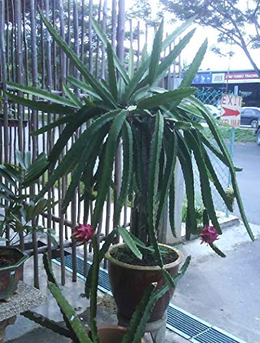 1214-Dragon Fruit, Mixed Red-White (Pitaya Blanca,roja) Seeds by Robsrareandgiantseeds UPC0764425788676 Non-GMO,Organic,Historic Plants, Bonsai, Tropical Fruit,Cactus, Betacyanins Package of 15 Seeds