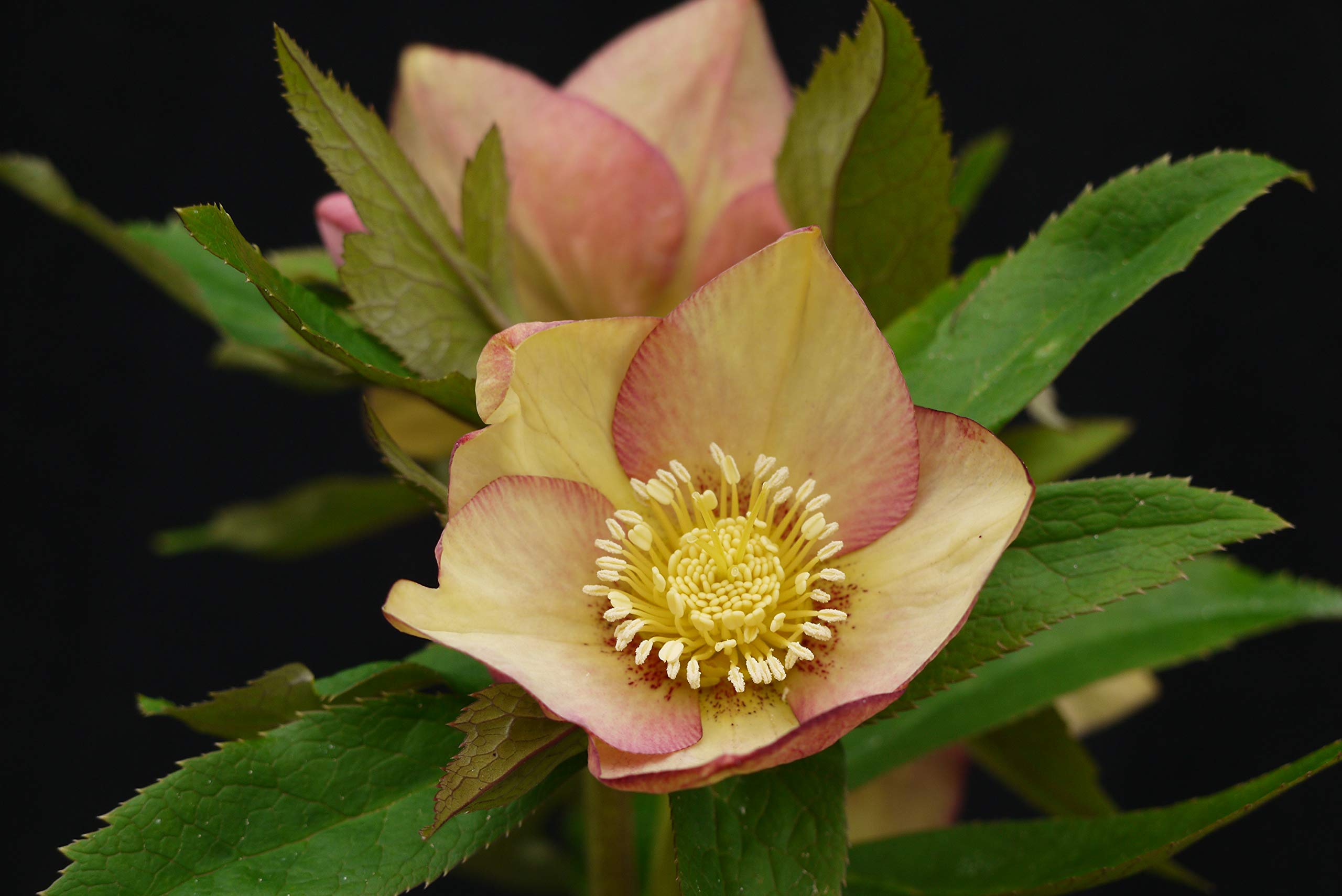 Perennial Farm Marketplace (Helleborus W.J. 'Apricot Blush') Perennial, 1 Quart, Peachy Yellow Flowers with Rose-Pink Veins