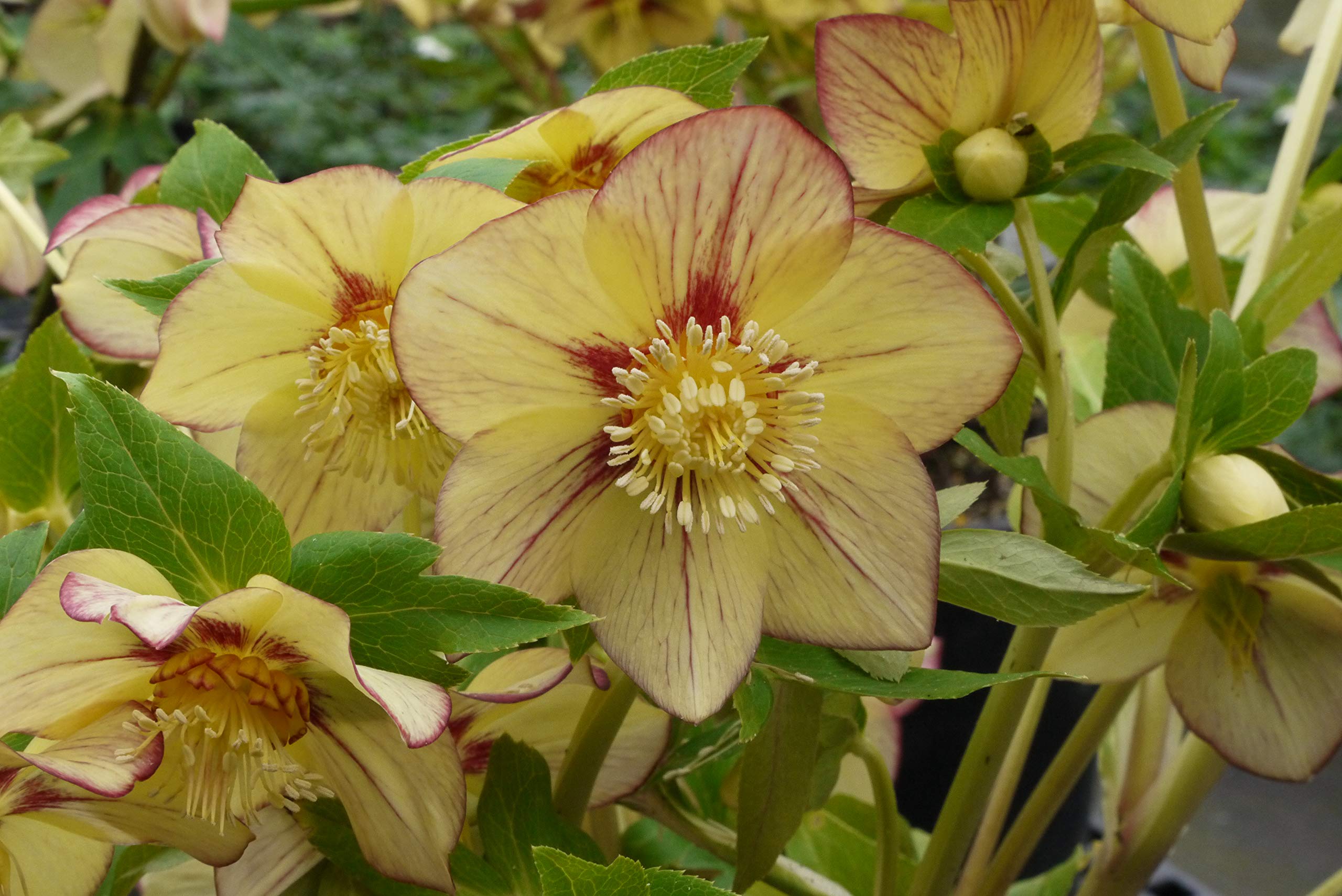 Perennial Farm Marketplace (Helleborus W.J. 'Apricot Blush') Perennial, 1 Quart, Peachy Yellow Flowers with Rose-Pink Veins