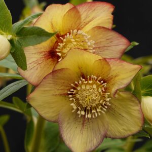 Perennial Farm Marketplace (Helleborus W.J. 'Apricot Blush') Perennial, 1 Quart, Peachy Yellow Flowers with Rose-Pink Veins