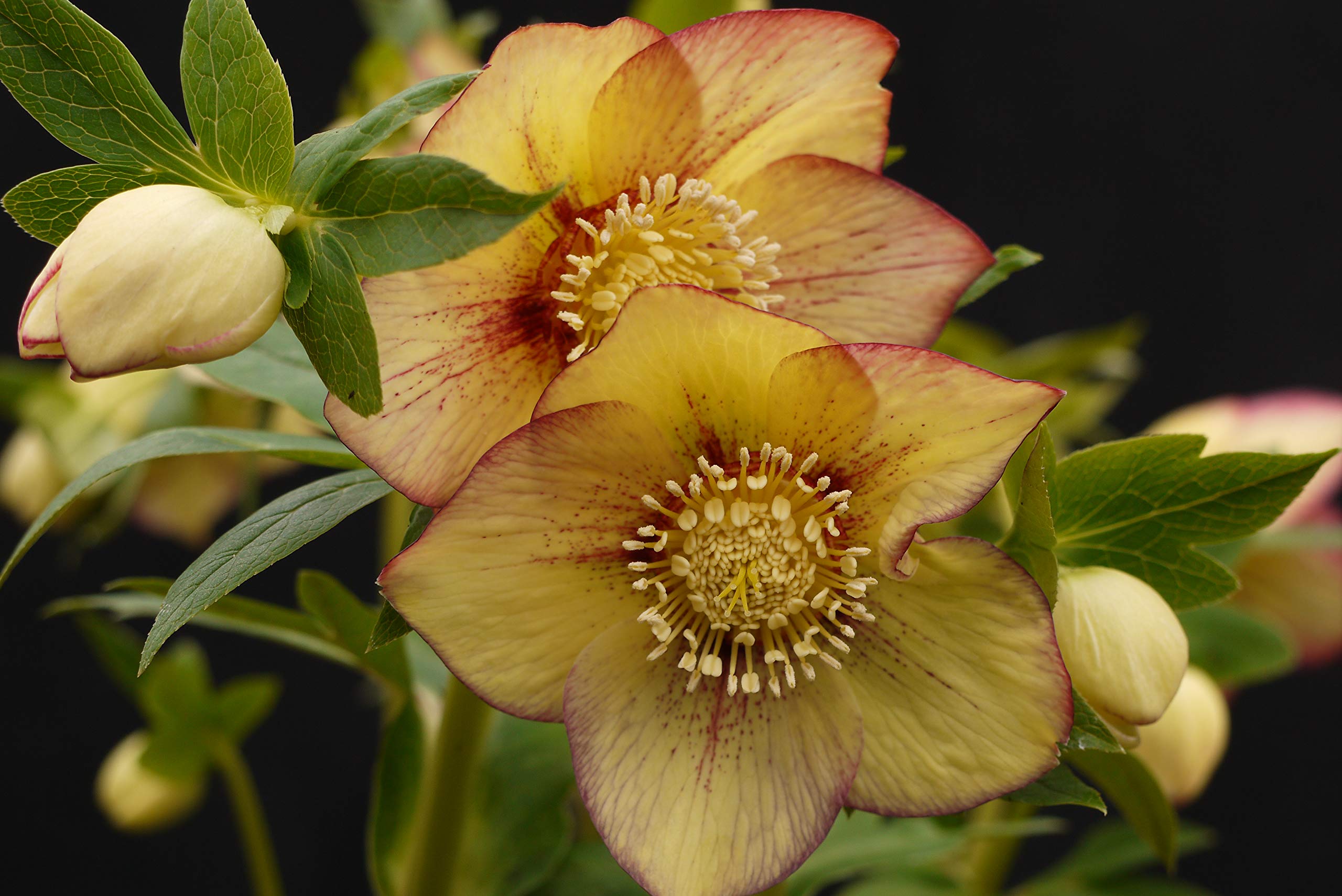 Perennial Farm Marketplace (Helleborus W.J. 'Apricot Blush') Perennial, 1 Quart, Peachy Yellow Flowers with Rose-Pink Veins