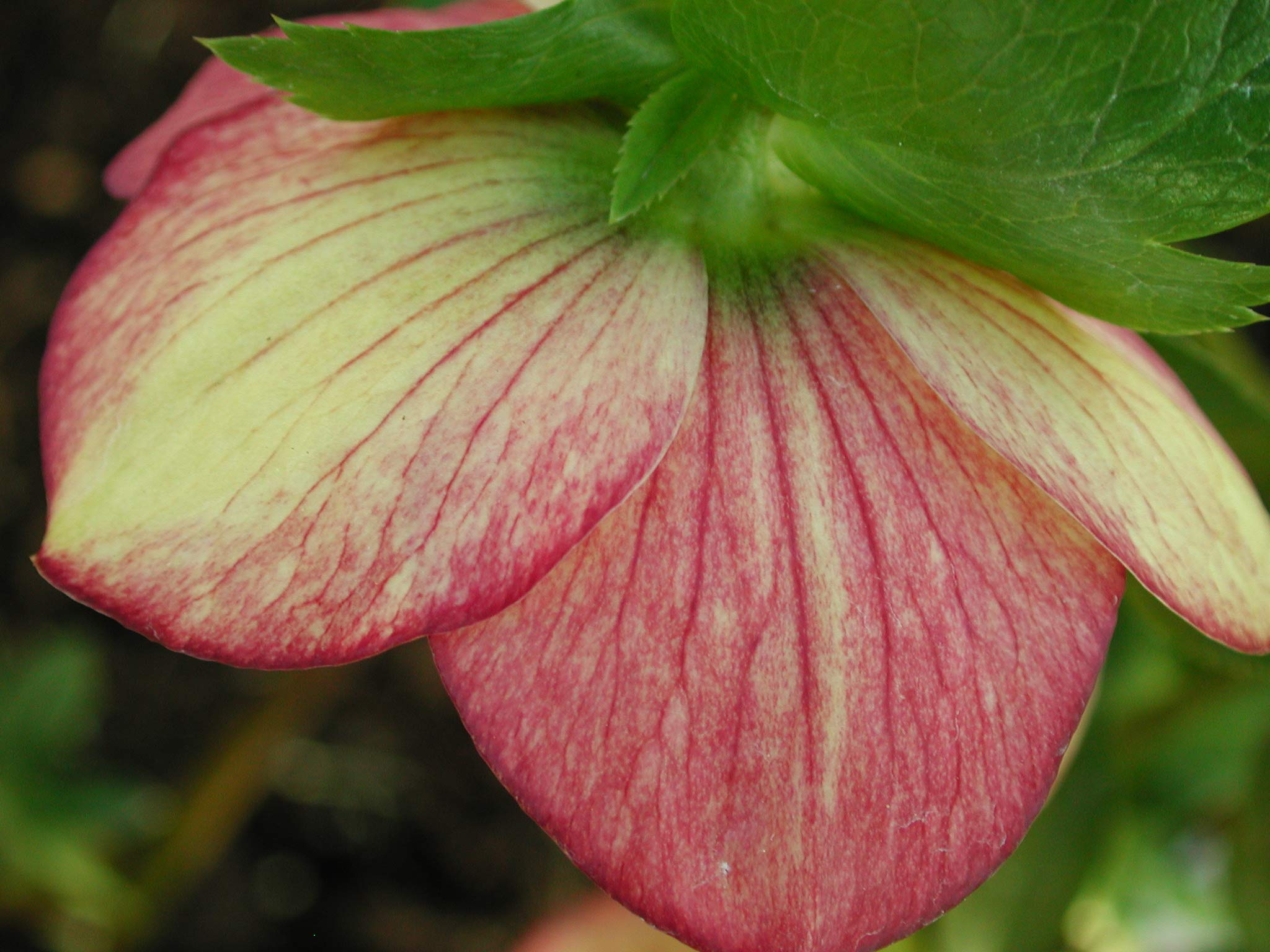 Perennial Farm Marketplace (Helleborus W.J. 'Apricot Blush') Perennial, 1 Quart, Peachy Yellow Flowers with Rose-Pink Veins