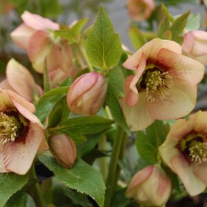 Perennial Farm Marketplace (Helleborus W.J. 'Apricot Blush') Perennial, 1 Quart, Peachy Yellow Flowers with Rose-Pink Veins