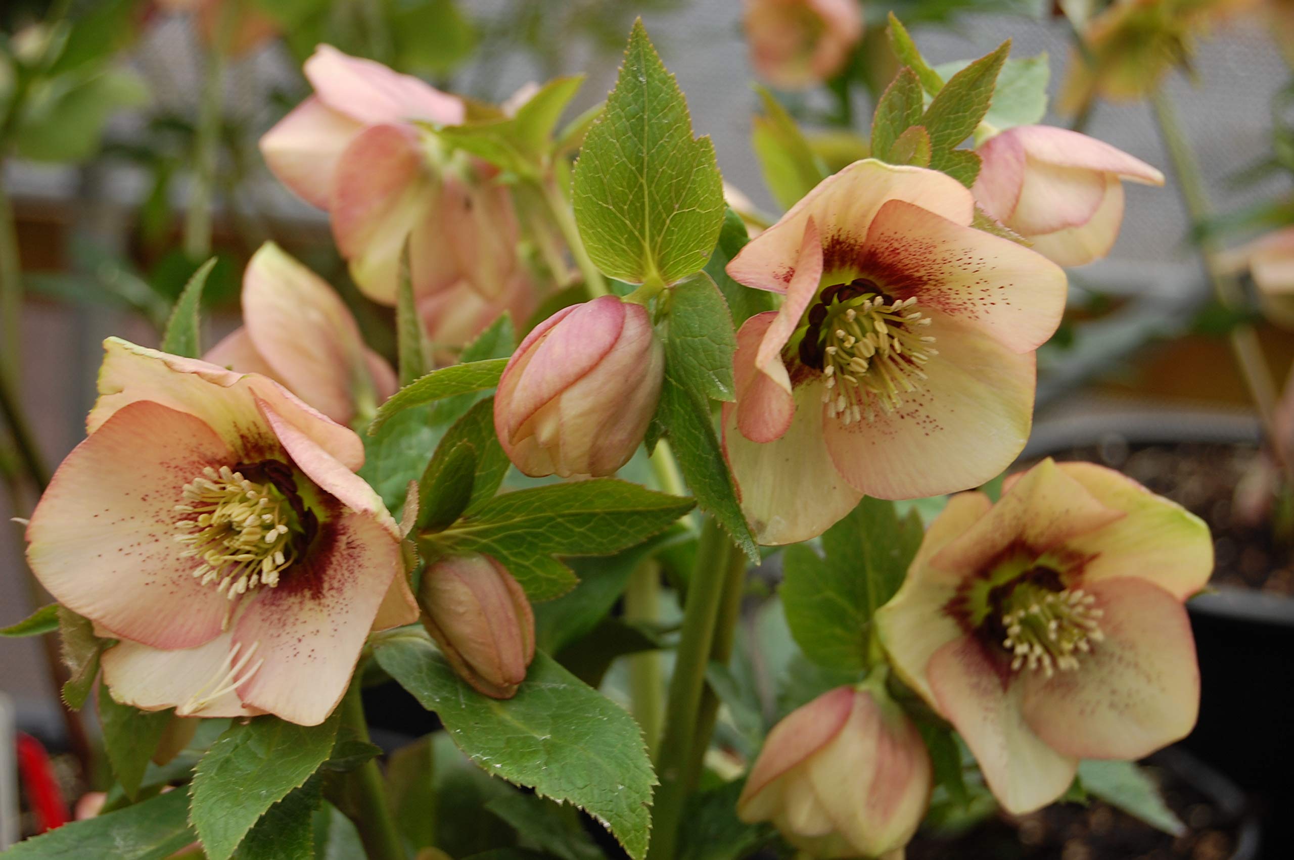 Perennial Farm Marketplace (Helleborus W.J. 'Apricot Blush') Perennial, 1 Quart, Peachy Yellow Flowers with Rose-Pink Veins