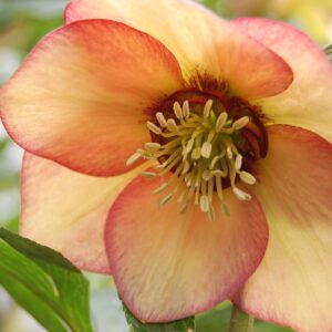 Perennial Farm Marketplace (Helleborus W.J. 'Apricot Blush') Perennial, 1 Quart, Peachy Yellow Flowers with Rose-Pink Veins