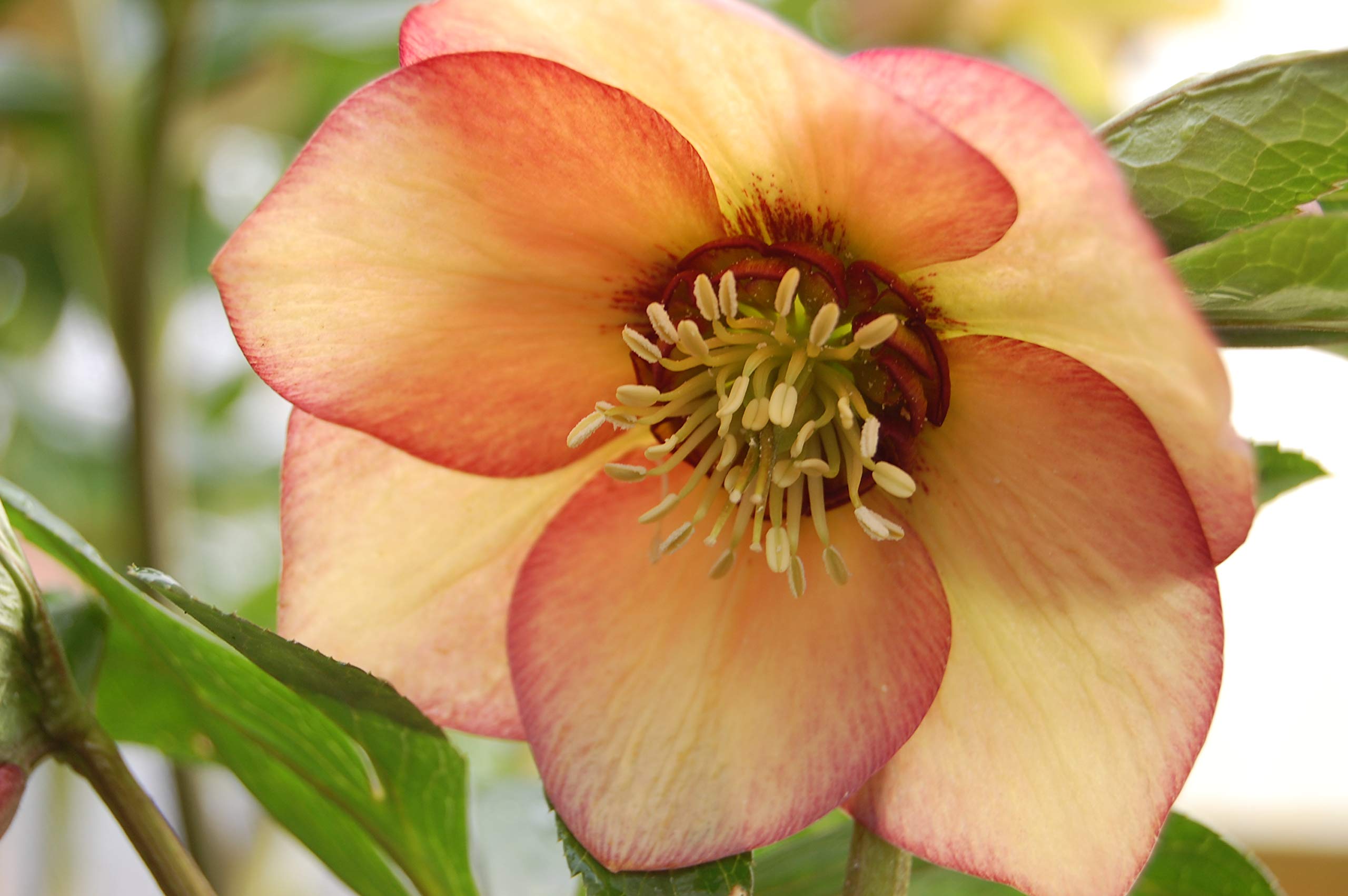 Perennial Farm Marketplace (Helleborus W.J. 'Apricot Blush') Perennial, 1 Quart, Peachy Yellow Flowers with Rose-Pink Veins