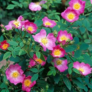 1216-Puppy Rose (Rosa Canina) Seeds by Robsrareandgiantseeds UPC0764425788690 Non-GMO,Organic,USA Grower,Historic plants,Showy,Bonsai,Exotic,Rosehip-Tea-Oil-Syrup,Wild-Dog Rose,1216 Package of 7 Seeds