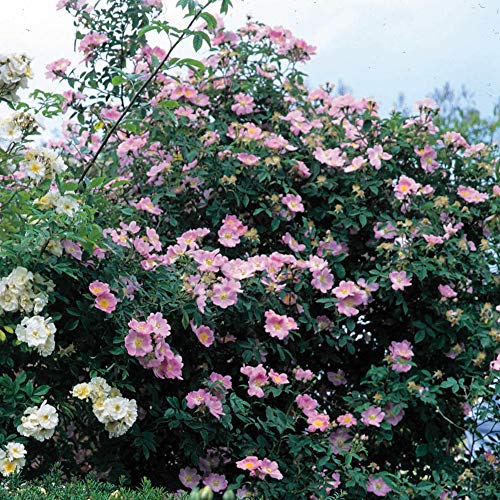 1216-Puppy Rose (Rosa Canina) Seeds by Robsrareandgiantseeds UPC0764425788690 Non-GMO,Organic,USA Grower,Historic plants,Showy,Bonsai,Exotic,Rosehip-Tea-Oil-Syrup,Wild-Dog Rose,1216 Package of 7 Seeds