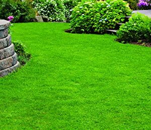 Microlawn Grass Seed & Microclover Mixture