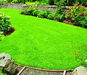 Microlawn Grass Seed & Microclover Mixture