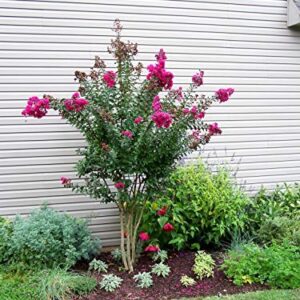 1195B-Dwarf Pink Crape Myrtle (Lagerstroemia Indica) Seeds by Robsrareandgiantseeds UPC0764425788461 Non-GMO,Organic,USA Grower,Bonsai,Showy, Butterfly Flower,1195-B Package of 10 Seeds