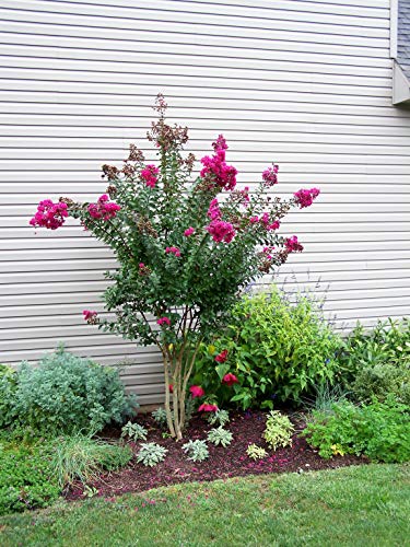 1195B-Dwarf Pink Crape Myrtle (Lagerstroemia Indica) Seeds by Robsrareandgiantseeds UPC0764425788461 Non-GMO,Organic,USA Grower,Bonsai,Showy, Butterfly Flower,1195-B Package of 10 Seeds