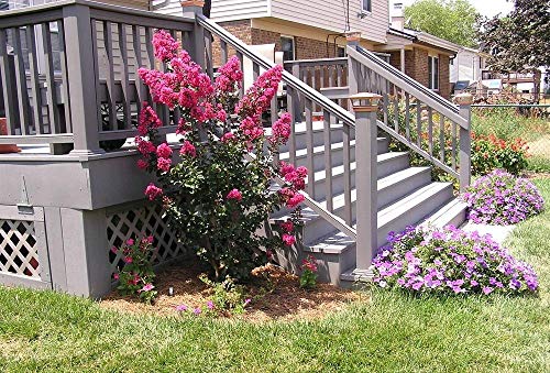 1195B-Dwarf Pink Crape Myrtle (Lagerstroemia Indica) Seeds by Robsrareandgiantseeds UPC0764425788461 Non-GMO,Organic,USA Grower,Bonsai,Showy, Butterfly Flower,1195-B Package of 10 Seeds