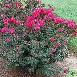 1195B-Dwarf Pink Crape Myrtle (Lagerstroemia Indica) Seeds by Robsrareandgiantseeds UPC0764425788461 Non-GMO,Organic,USA Grower,Bonsai,Showy, Butterfly Flower,1195-B Package of 10 Seeds