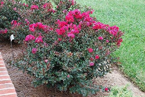 1195B-Dwarf Pink Crape Myrtle (Lagerstroemia Indica) Seeds by Robsrareandgiantseeds UPC0764425788461 Non-GMO,Organic,USA Grower,Bonsai,Showy, Butterfly Flower,1195-B Package of 10 Seeds