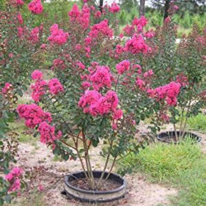 1195B-Dwarf Pink Crape Myrtle (Lagerstroemia Indica) Seeds by Robsrareandgiantseeds UPC0764425788461 Non-GMO,Organic,USA Grower,Bonsai,Showy, Butterfly Flower,1195-B Package of 10 Seeds