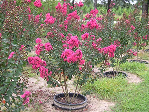 1195B-Dwarf Pink Crape Myrtle (Lagerstroemia Indica) Seeds by Robsrareandgiantseeds UPC0764425788461 Non-GMO,Organic,USA Grower,Bonsai,Showy, Butterfly Flower,1195-B Package of 10 Seeds