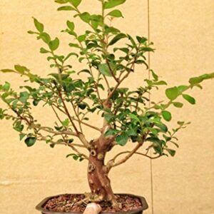 1195B-Dwarf Pink Crape Myrtle (Lagerstroemia Indica) Seeds by Robsrareandgiantseeds UPC0764425788461 Non-GMO,Organic,USA Grower,Bonsai,Showy, Butterfly Flower,1195-B Package of 10 Seeds