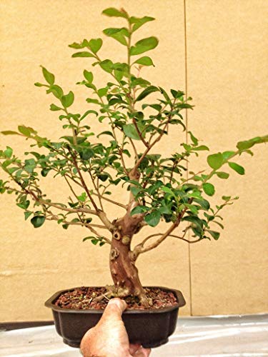 1195B-Dwarf Pink Crape Myrtle (Lagerstroemia Indica) Seeds by Robsrareandgiantseeds UPC0764425788461 Non-GMO,Organic,USA Grower,Bonsai,Showy, Butterfly Flower,1195-B Package of 10 Seeds