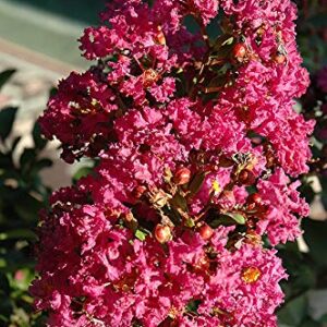 1195B-Dwarf Pink Crape Myrtle (Lagerstroemia Indica) Seeds by Robsrareandgiantseeds UPC0764425788461 Non-GMO,Organic,USA Grower,Bonsai,Showy, Butterfly Flower,1195-B Package of 10 Seeds