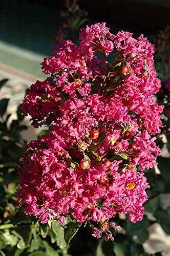 1195B-Dwarf Pink Crape Myrtle (Lagerstroemia Indica) Seeds by Robsrareandgiantseeds UPC0764425788461 Non-GMO,Organic,USA Grower,Bonsai,Showy, Butterfly Flower,1195-B Package of 10 Seeds