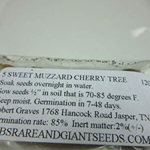 1209-Mazzard Cherry Tree (Prunus avium) Seeds by Robsrareandgiantseeds UPC0764425788621 Non-GMO,Organic,USA Grower,Bonsai,Edible Fruit,Rapid-Growing Tree,Deciduous Fruiting Tree Package of 5 Seeds