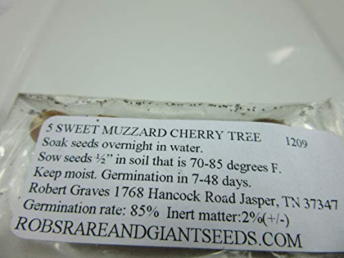 1209-Mazzard Cherry Tree (Prunus avium) Seeds by Robsrareandgiantseeds UPC0764425788621 Non-GMO,Organic,USA Grower,Bonsai,Edible Fruit,Rapid-Growing Tree,Deciduous Fruiting Tree Package of 5 Seeds