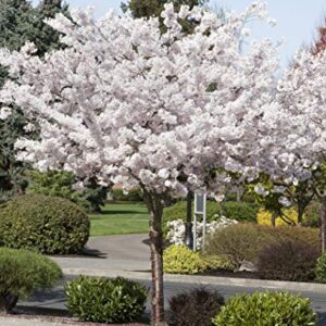 1209-Mazzard Cherry Tree (Prunus avium) Seeds by Robsrareandgiantseeds UPC0764425788621 Non-GMO,Organic,USA Grower,Bonsai,Edible Fruit,Rapid-Growing Tree,Deciduous Fruiting Tree Package of 5 Seeds