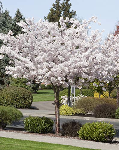 1209-Mazzard Cherry Tree (Prunus avium) Seeds by Robsrareandgiantseeds UPC0764425788621 Non-GMO,Organic,USA Grower,Bonsai,Edible Fruit,Rapid-Growing Tree,Deciduous Fruiting Tree Package of 5 Seeds