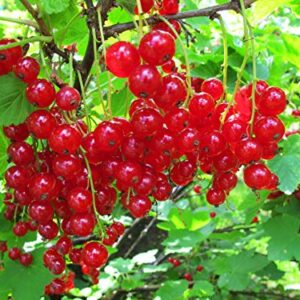 1223-Red Currant Berry Bush (Ribes rubrum) Seeds by Robsrareandgiantseeds UPC0764425789062 Non-GMO,Organic,USA Grower,Bonsai,Fruit,Rapid-Growing,Wine,Jam,Perennial,1223 Package 15 Seeds