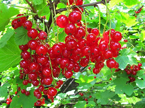 1223-Red Currant Berry Bush (Ribes rubrum) Seeds by Robsrareandgiantseeds UPC0764425789062 Non-GMO,Organic,USA Grower,Bonsai,Fruit,Rapid-Growing,Wine,Jam,Perennial,1223 Package 15 Seeds