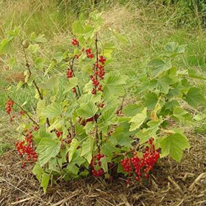 1223-Red Currant Berry Bush (Ribes rubrum) Seeds by Robsrareandgiantseeds UPC0764425789062 Non-GMO,Organic,USA Grower,Bonsai,Fruit,Rapid-Growing,Wine,Jam,Perennial,1223 Package 15 Seeds