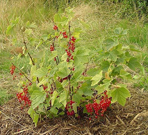 1223-Red Currant Berry Bush (Ribes rubrum) Seeds by Robsrareandgiantseeds UPC0764425789062 Non-GMO,Organic,USA Grower,Bonsai,Fruit,Rapid-Growing,Wine,Jam,Perennial,1223 Package 15 Seeds