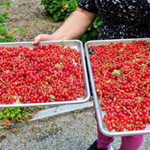 1223-Red Currant Berry Bush (Ribes rubrum) Seeds by Robsrareandgiantseeds UPC0764425789062 Non-GMO,Organic,USA Grower,Bonsai,Fruit,Rapid-Growing,Wine,Jam,Perennial,1223 Package 15 Seeds