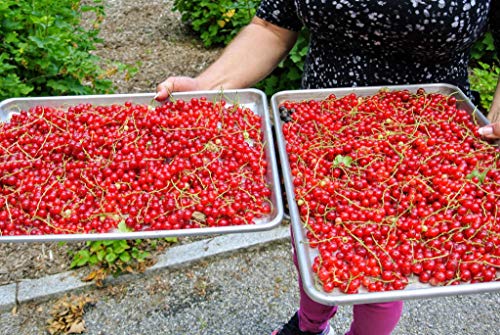 1223-Red Currant Berry Bush (Ribes rubrum) Seeds by Robsrareandgiantseeds UPC0764425789062 Non-GMO,Organic,USA Grower,Bonsai,Fruit,Rapid-Growing,Wine,Jam,Perennial,1223 Package 15 Seeds