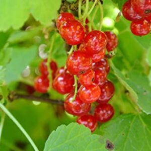 1223-Red Currant Berry Bush (Ribes rubrum) Seeds by Robsrareandgiantseeds UPC0764425789062 Non-GMO,Organic,USA Grower,Bonsai,Fruit,Rapid-Growing,Wine,Jam,Perennial,1223 Package 15 Seeds