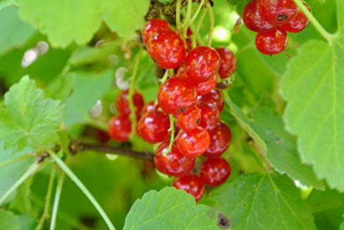 1223-Red Currant Berry Bush (Ribes rubrum) Seeds by Robsrareandgiantseeds UPC0764425789062 Non-GMO,Organic,USA Grower,Bonsai,Fruit,Rapid-Growing,Wine,Jam,Perennial,1223 Package 15 Seeds