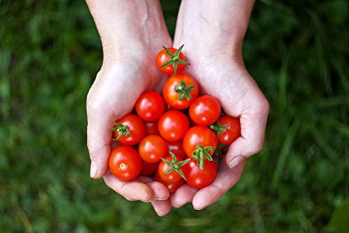 "Sweetie" Cherry Tomato Seeds for Planting, 200+ Heirloom Seeds Per Packet, (Isla's Garden Seeds), Non GMO Seeds, Sweet Flavor, Botanical Name: Solanum lycopersicum, Great Home Garden Gift