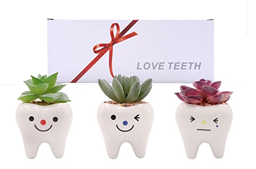 MONMOB Pack of 3 Mini Shaped Tooth Planter Ceramic Succulent Plant Pots Set for Small Succulent Tooth Gifts for Adults Kids Women Dentist