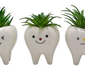 MONMOB Pack of 3 Mini Shaped Tooth Planter Ceramic Succulent Plant Pots Set for Small Succulent Tooth Gifts for Adults Kids Women Dentist