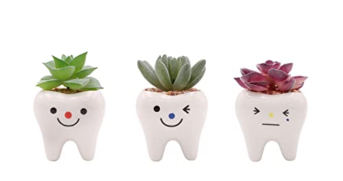 MONMOB Pack of 3 Mini Shaped Tooth Planter Ceramic Succulent Plant Pots Set for Small Succulent Tooth Gifts for Adults Kids Women Dentist