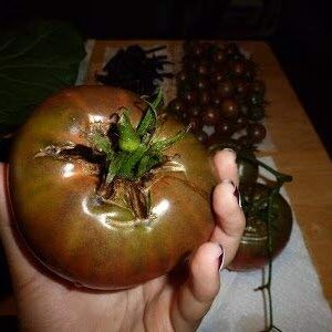 1239-Monster Amazon Black Tomato (Solanum lycopersicu) Seeds by Robsrareandgiantseeds UPC0764425789222 Non-GMO,Organic,USA Grower,Bonsai,Rapid-Growing,Fruit,1239 Package 15 Seeds