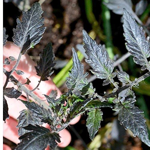 1239-Monster Amazon Black Tomato (Solanum lycopersicu) Seeds by Robsrareandgiantseeds UPC0764425789222 Non-GMO,Organic,USA Grower,Bonsai,Rapid-Growing,Fruit,1239 Package 15 Seeds