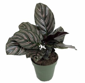 pin stripe prayer plant - calathea ornata - easy house plant - 4" pot