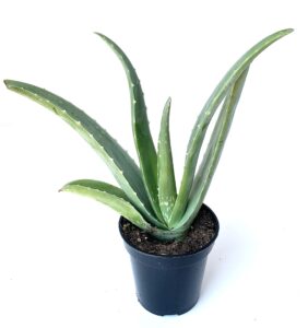 live aloe vera succulent aloe barbadensis aloe 8"-12" tall in 3.5" pot