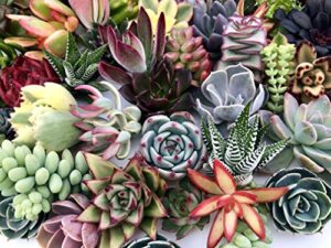 10 assorted live succulent cuttings, no 2 succulents alike, great for terrariums, mini gardens, and as starter plants by the succulent cult