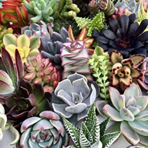 10 Assorted Live Succulent Cuttings, No 2 Succulents Alike, Great for Terrariums, Mini Gardens, and as Starter Plants by The Succulent Cult