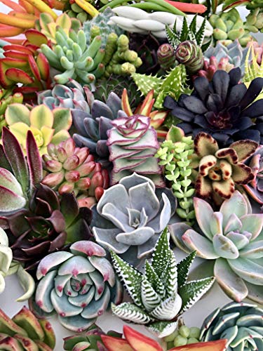 10 Assorted Live Succulent Cuttings, No 2 Succulents Alike, Great for Terrariums, Mini Gardens, and as Starter Plants by The Succulent Cult