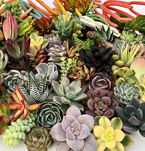 10 Assorted Live Succulent Cuttings, No 2 Succulents Alike, Great for Terrariums, Mini Gardens, and as Starter Plants by The Succulent Cult