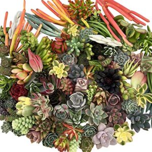 10 Assorted Live Succulent Cuttings, No 2 Succulents Alike, Great for Terrariums, Mini Gardens, and as Starter Plants by The Succulent Cult